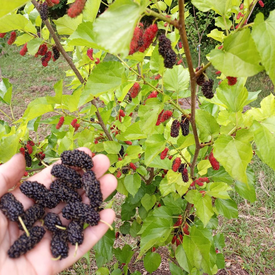 FruitTreeAdditct