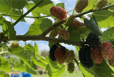 Products – FruitTreeAdditct