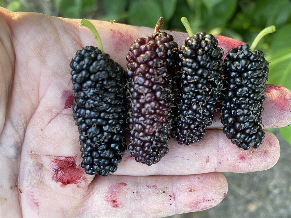 Tice Mulberry Tree (4) Cuttings – FruitTreeAdditct