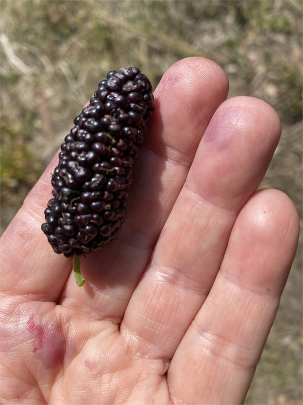 Tice Mulberry Tree (4) Cuttings – FruitTreeAdditct